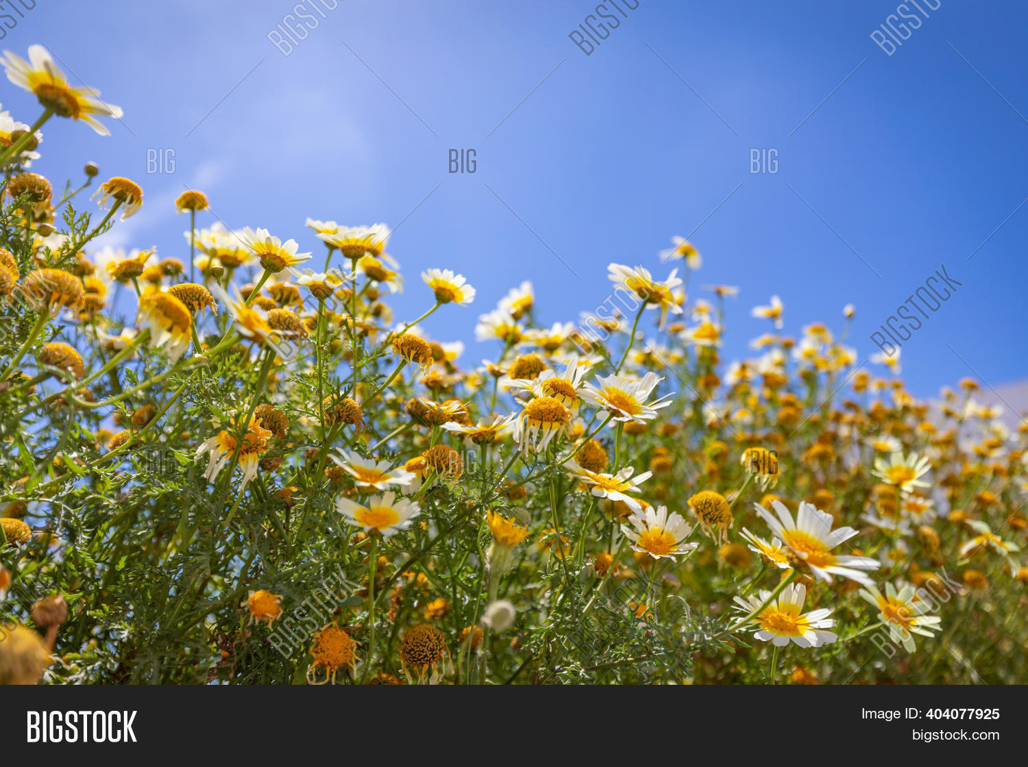 Field Daisies, Blue Image & Photo (Free Trial) | Bigstock