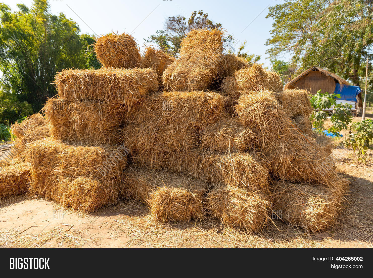 Reeds Texture. Straw Image & Photo (Free Trial) | Bigstock