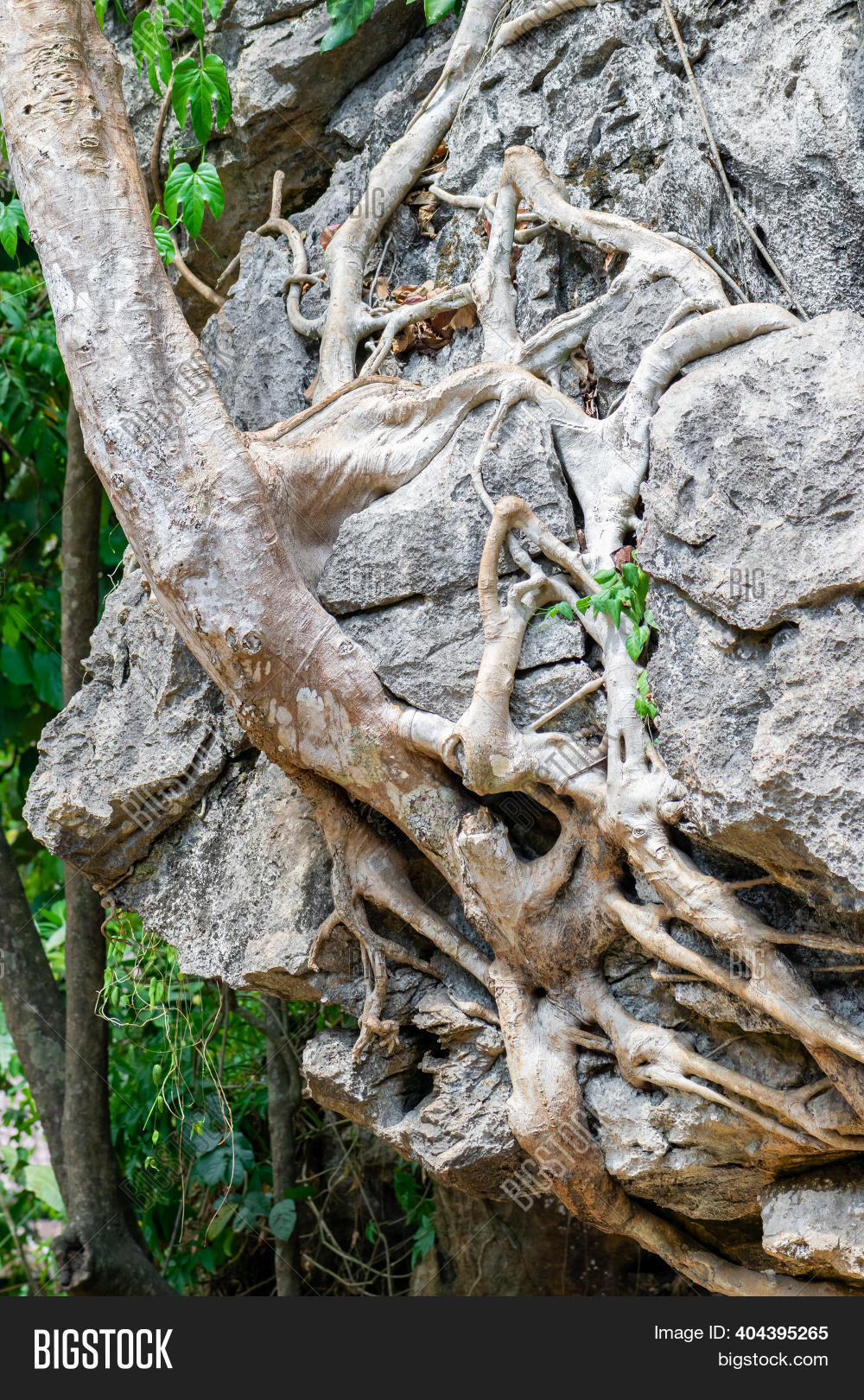 Old Tree Growing Cliff Image & Photo (Free Trial) | Bigstock