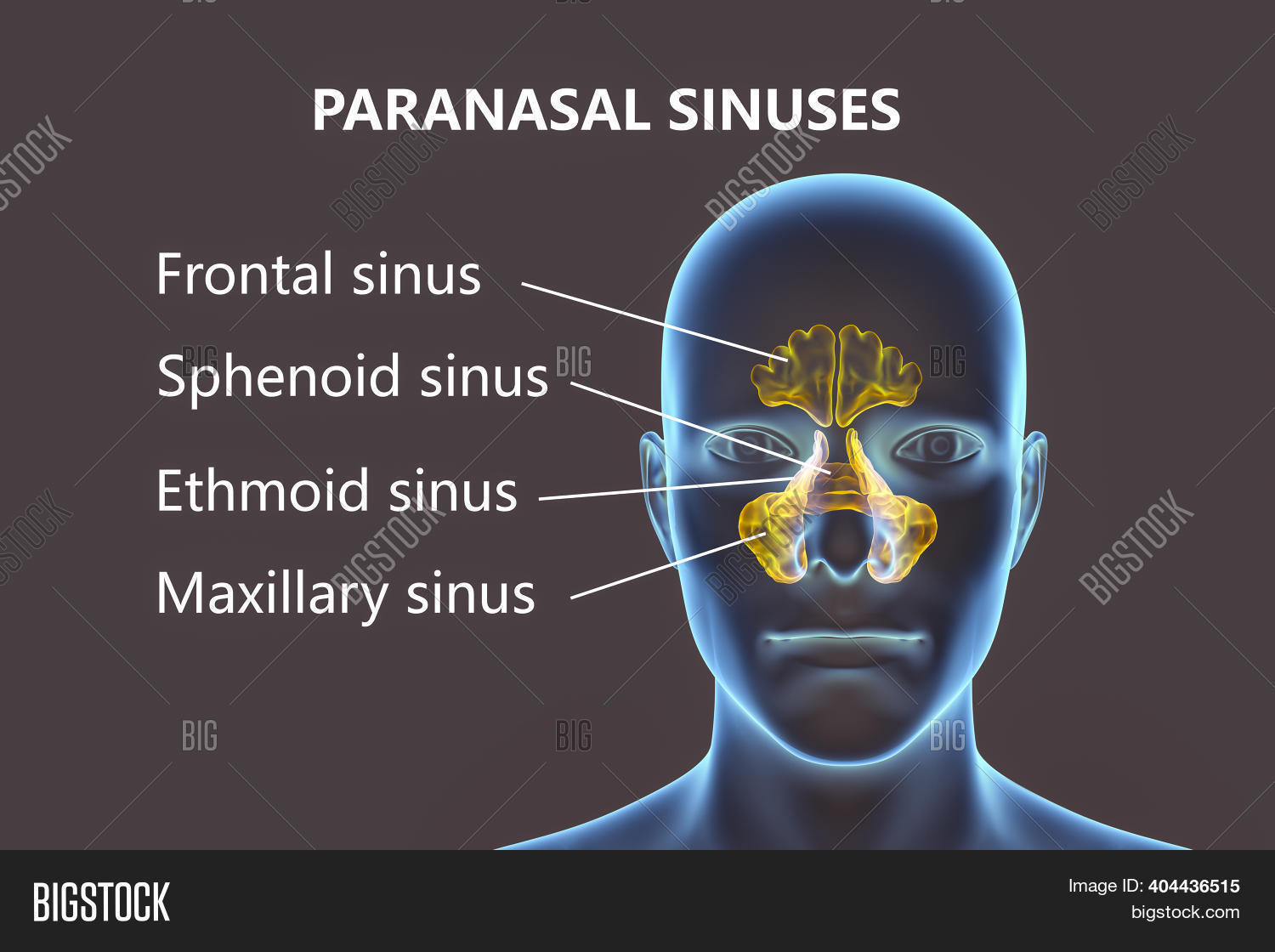 Anatomy Paranasal Image & Photo (Free Trial) | Bigstock