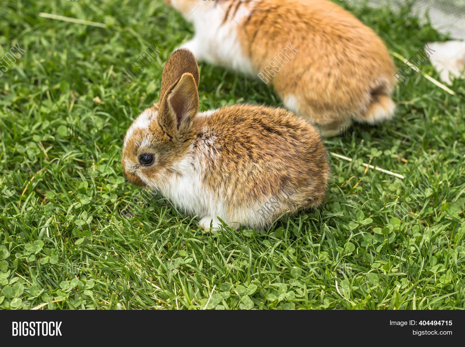 Group Domestic Rabbits Image & Photo (Free Trial) | Bigstock
