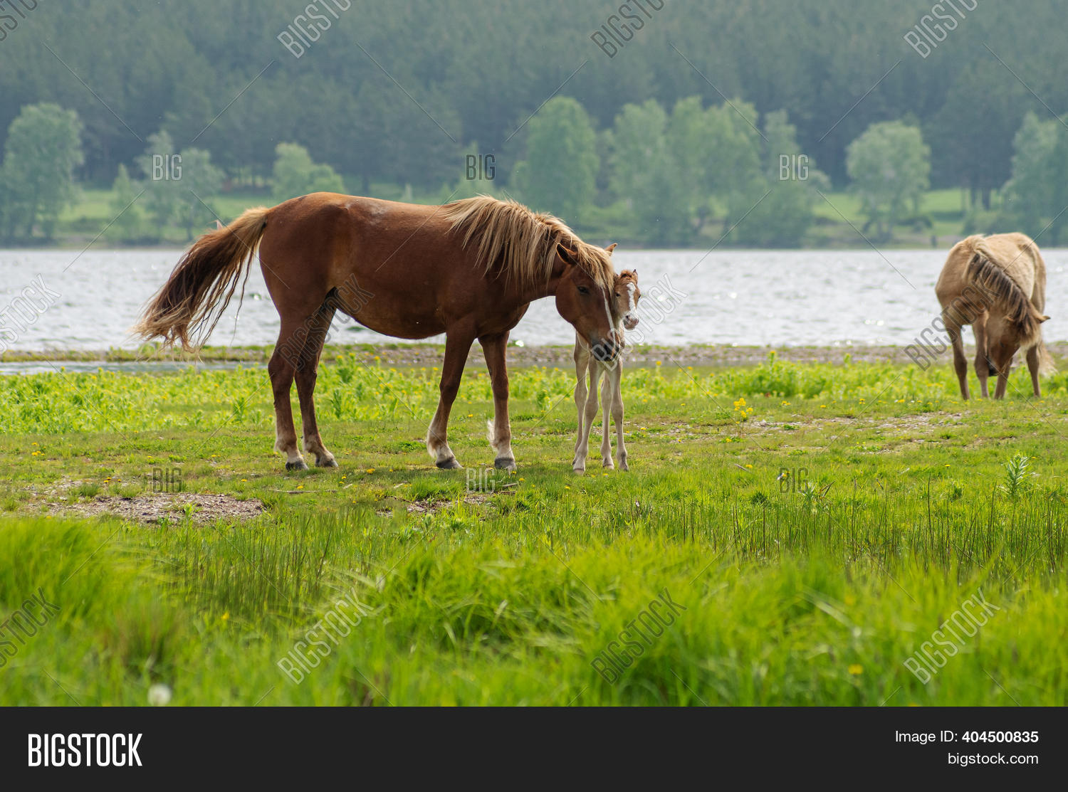 Horse Foal Pasture Image & Photo (Free Trial) | Bigstock