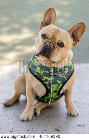 Young Frenchie Male Image & Photo (Free Trial) | Bigstock