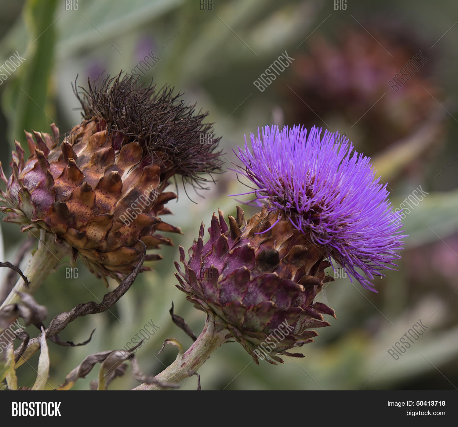 Cardoon (cynara Image & Photo (Free Trial) | Bigstock