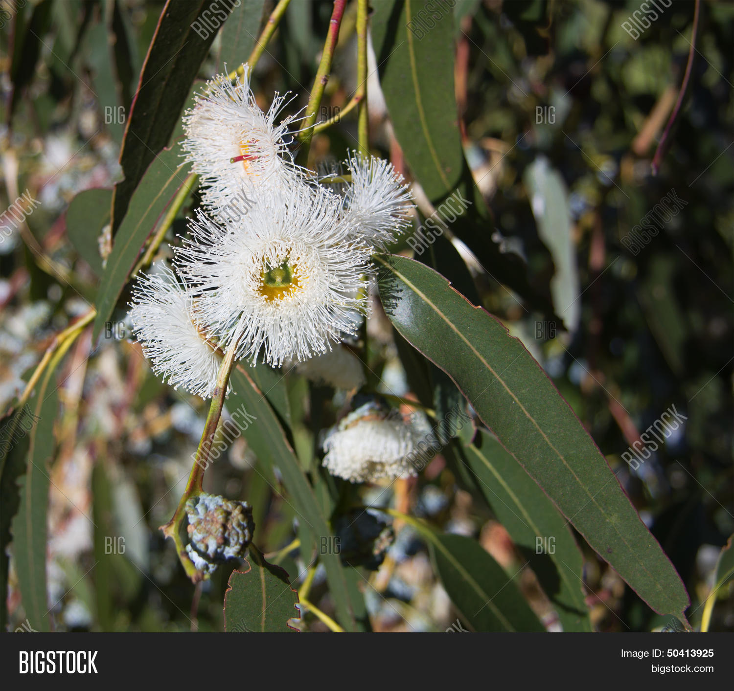 Eucalyptus Globulus- Image & Photo (Free Trial) | Bigstock