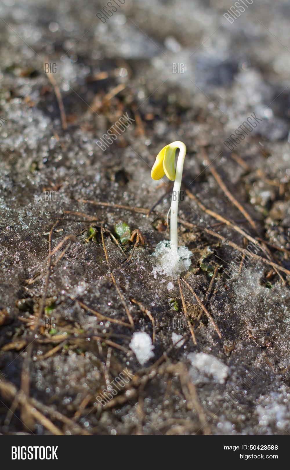 Spring Start Image & Photo (Free Trial) | Bigstock