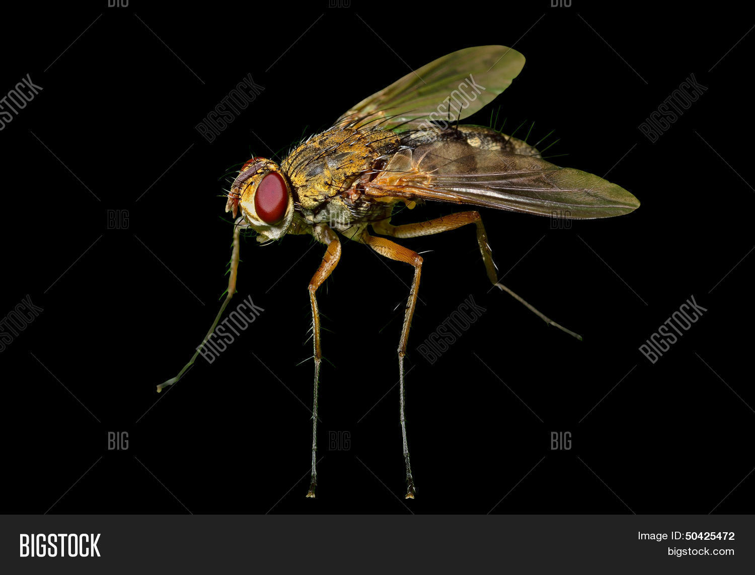 Haired Fly Image & Photo (Free Trial) | Bigstock