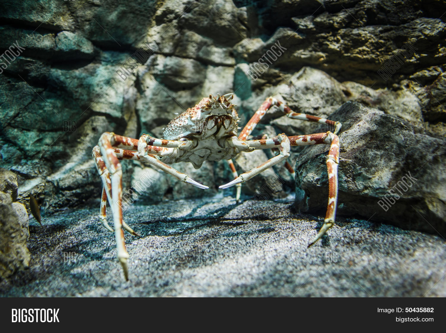 Giant Japanese Spider Image & Photo (Free Trial) | Bigstock