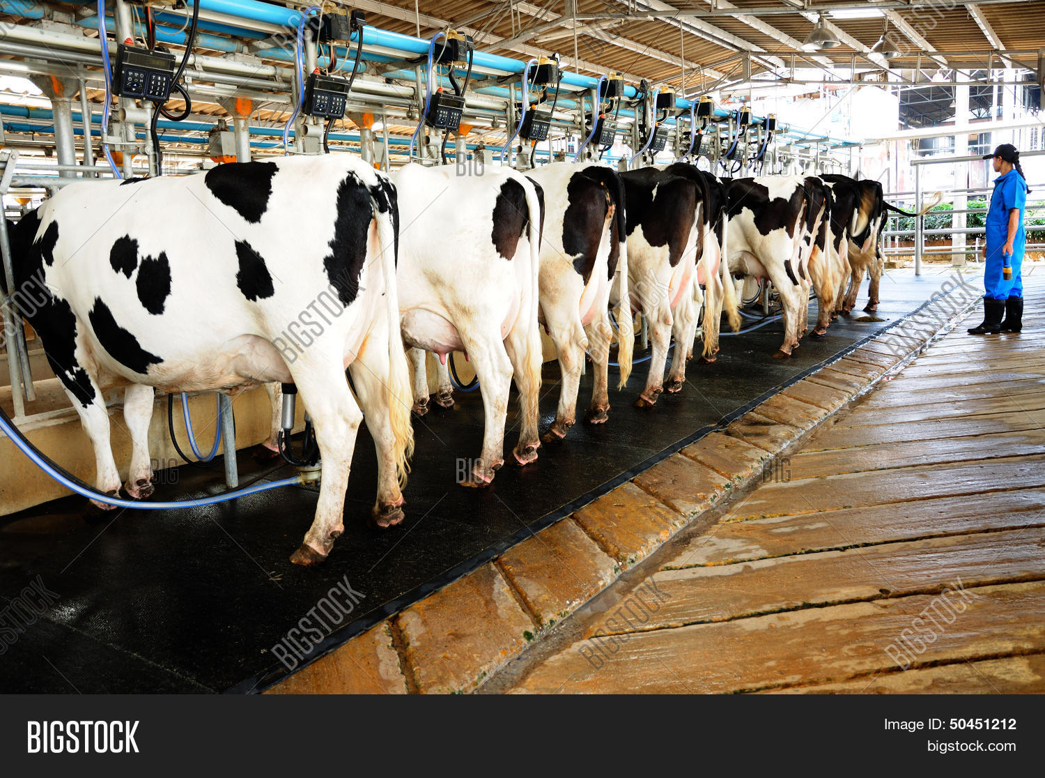 Modern Cows Farming Image & Photo (Free Trial) | Bigstock