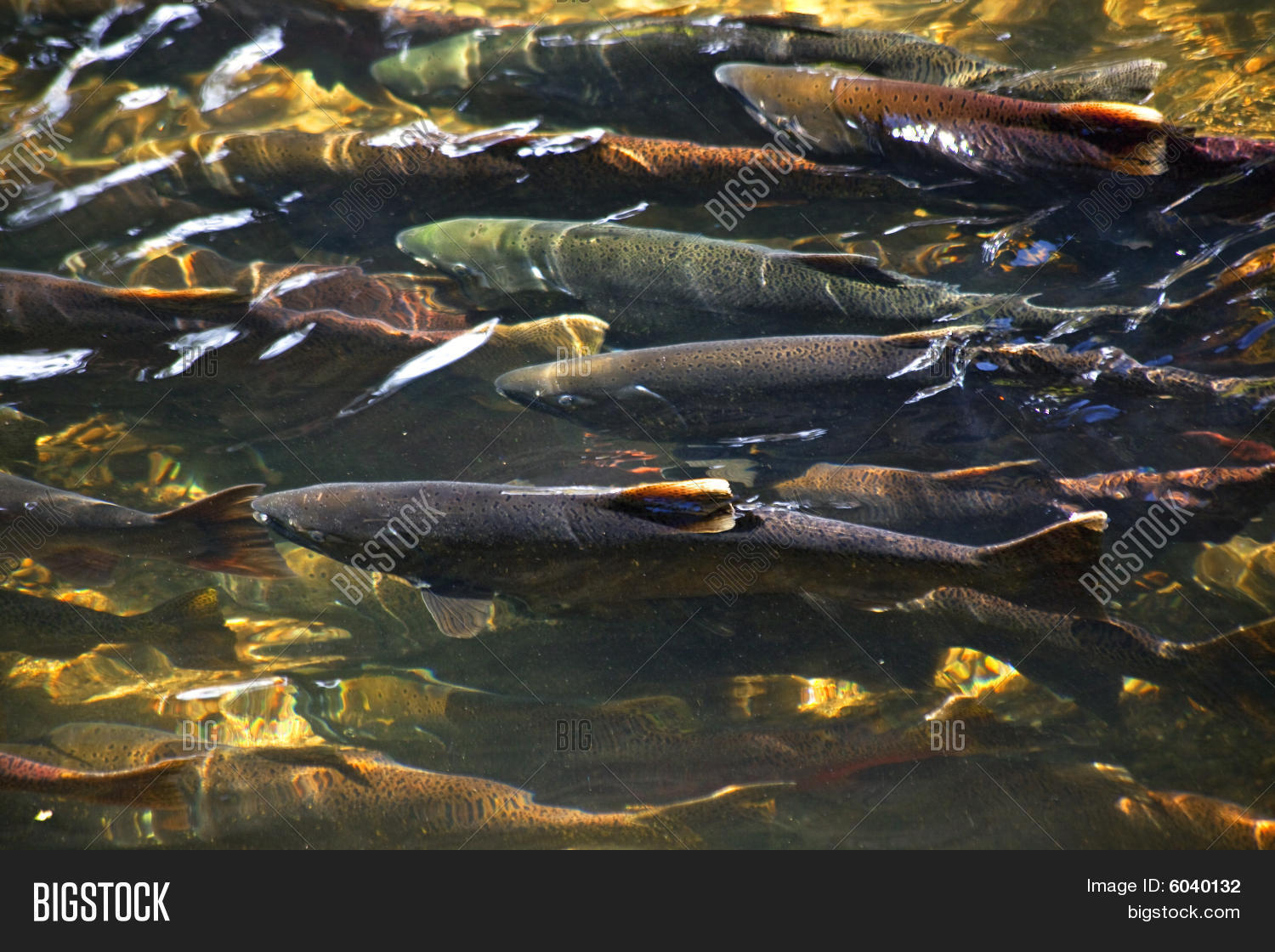 Multi-colored Salmon Image & Photo (Free Trial) | Bigstock
