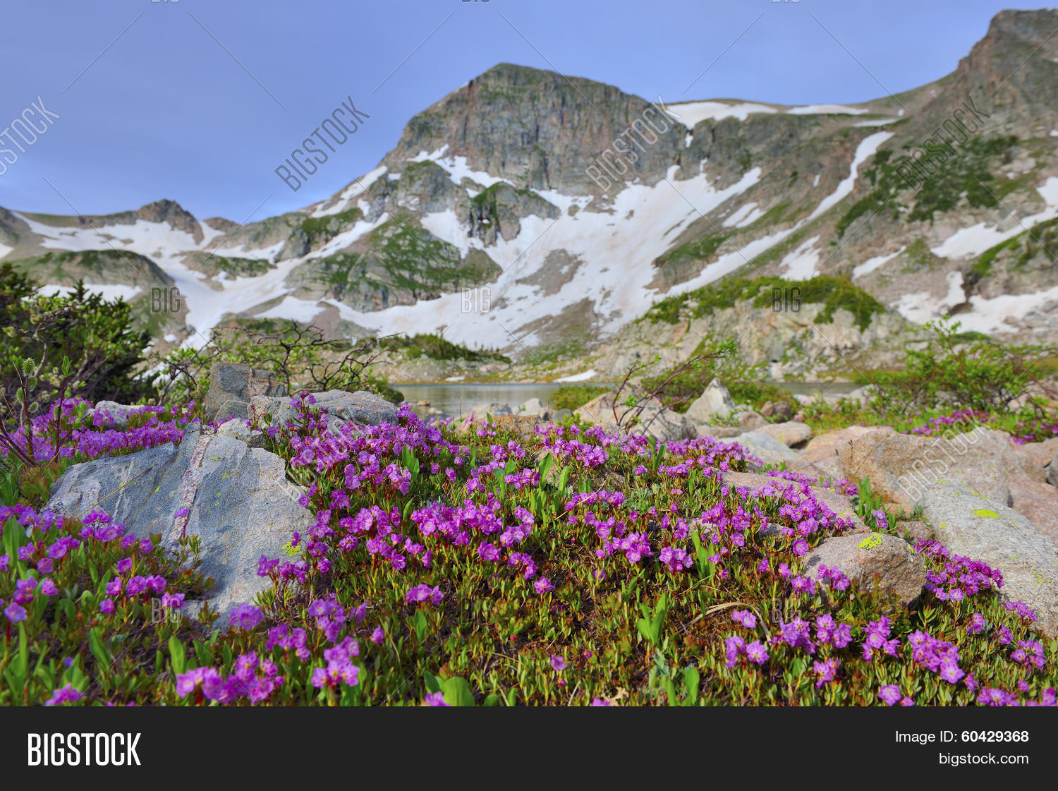 Wild Flowers High Image & Photo (Free Trial) | Bigstock