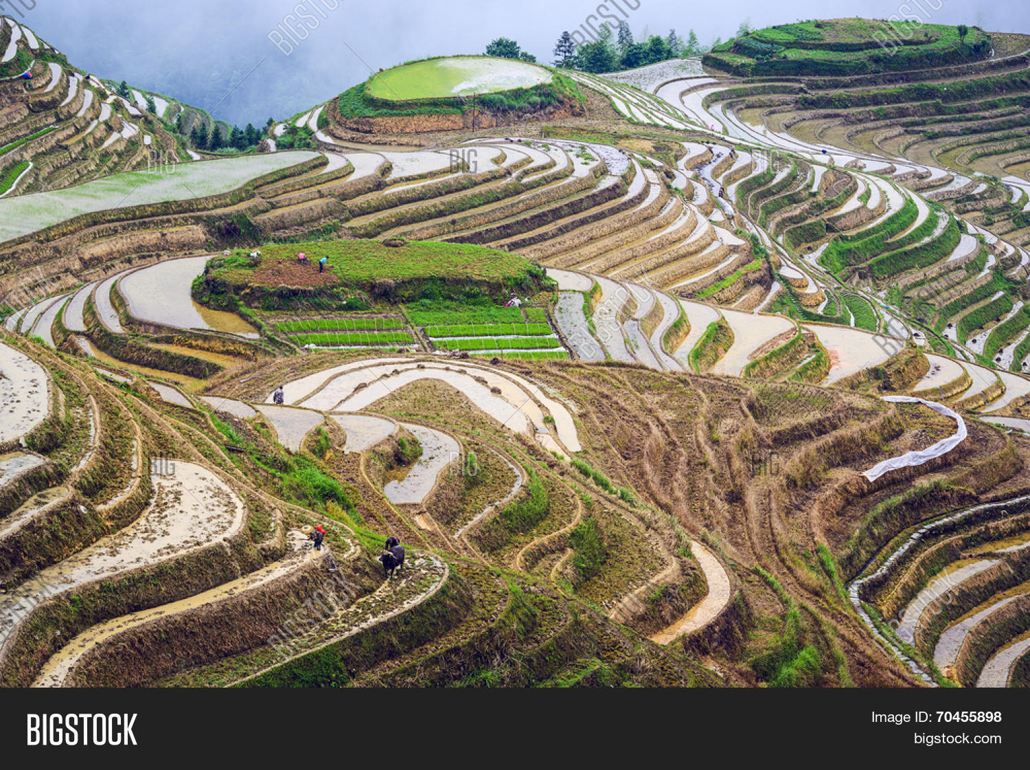 Rice Terraces Guilin, Image & Photo (Free Trial) | Bigstock