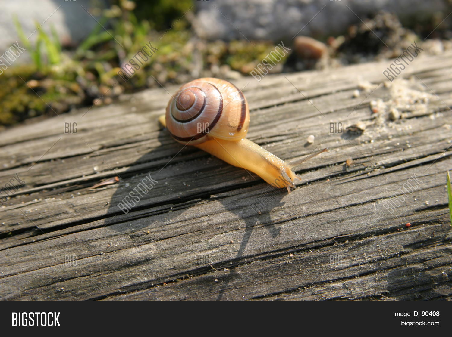 Moving Snail Image & Photo (Free Trial) | Bigstock