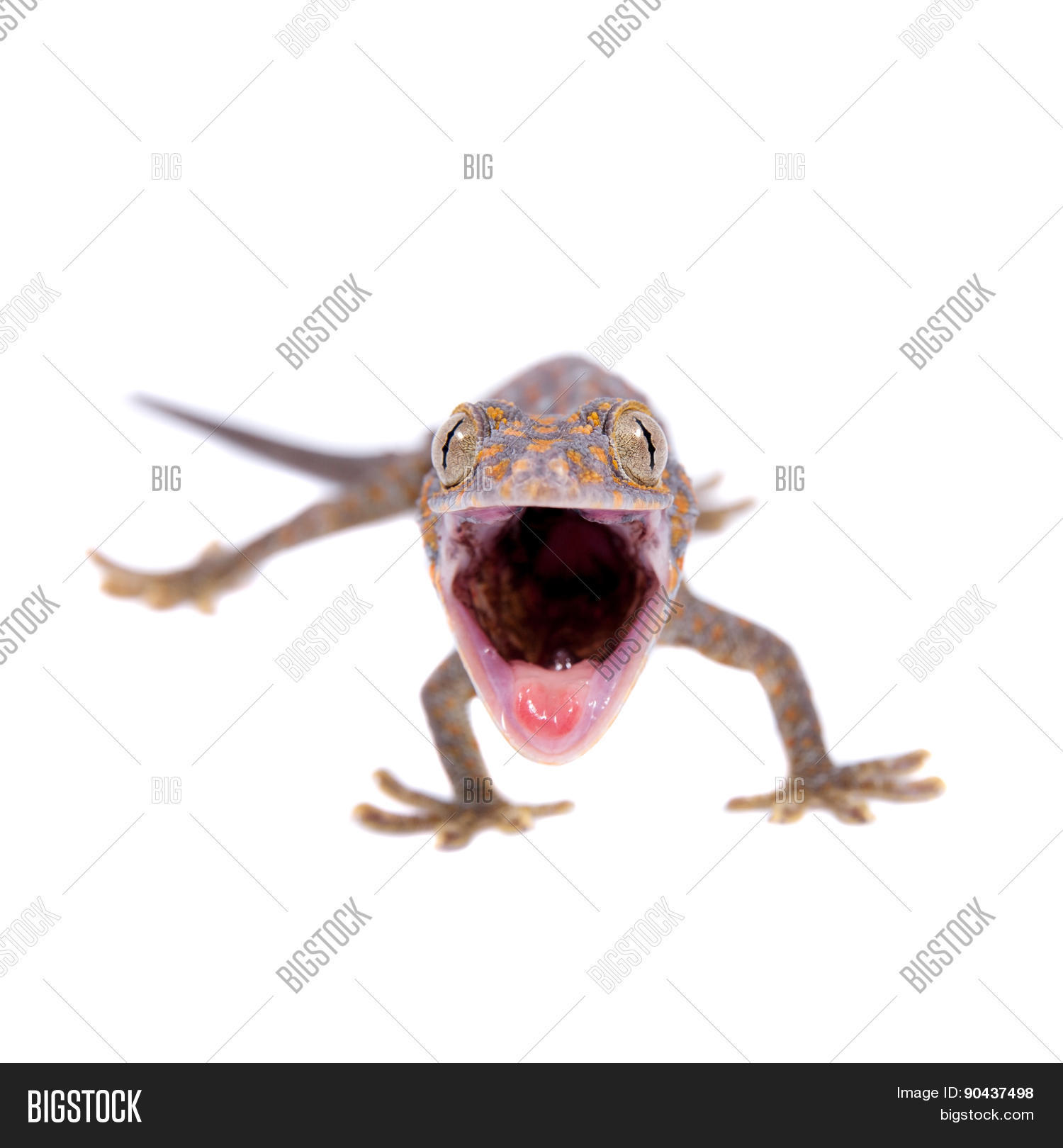 Tokay Gecko Isolated Image & Photo (Free Trial) | Bigstock