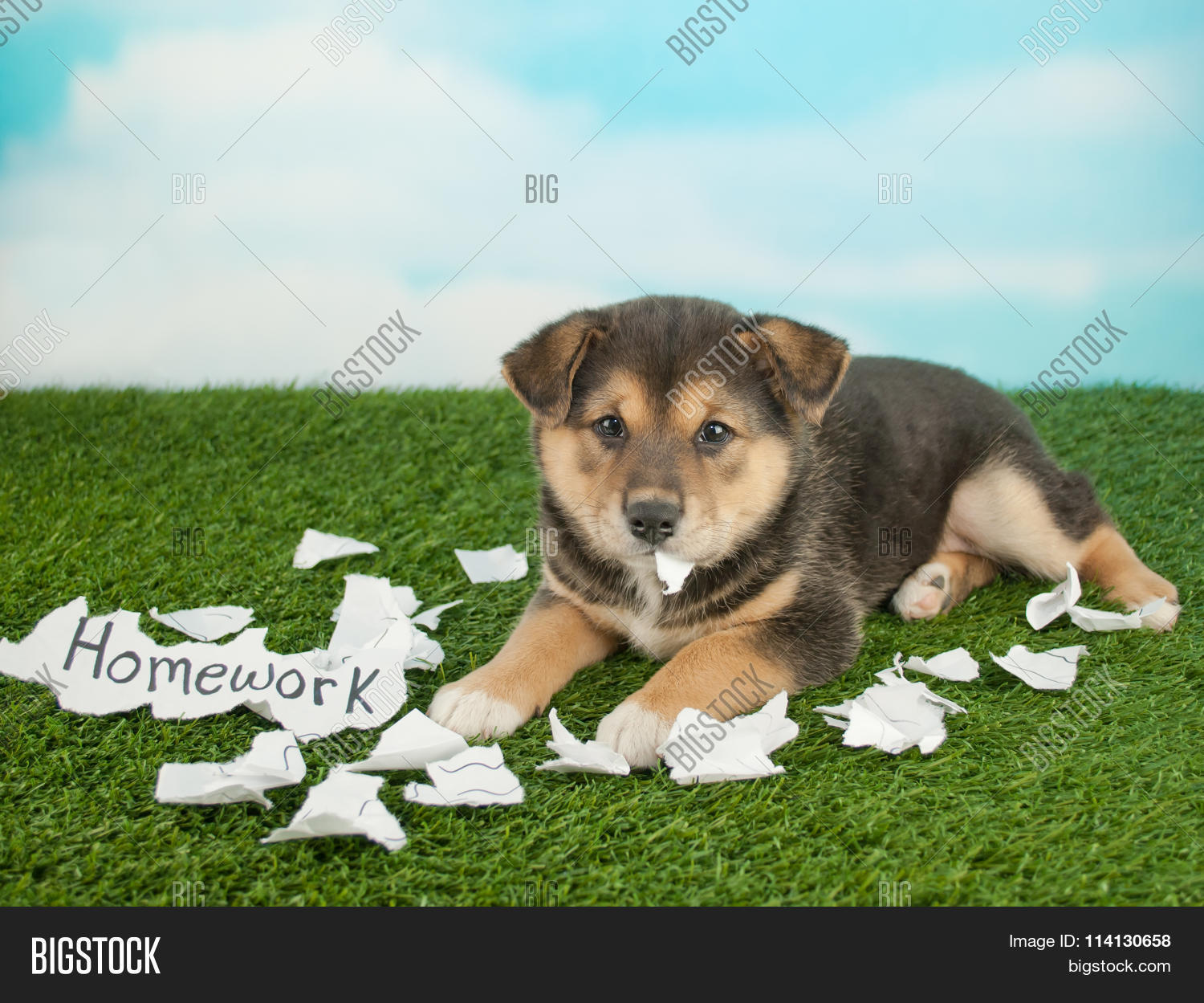 Dog Ate My Homework Image & Photo (Free Trial) | Bigstock