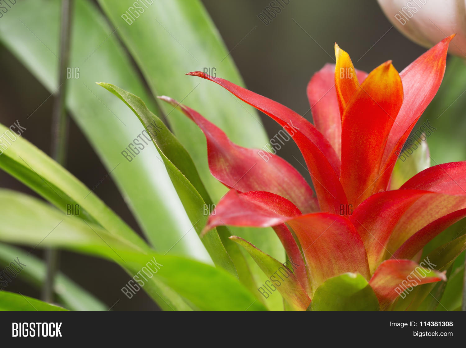 Red Guzmania Flower ( Image & Photo (Free Trial) | Bigstock