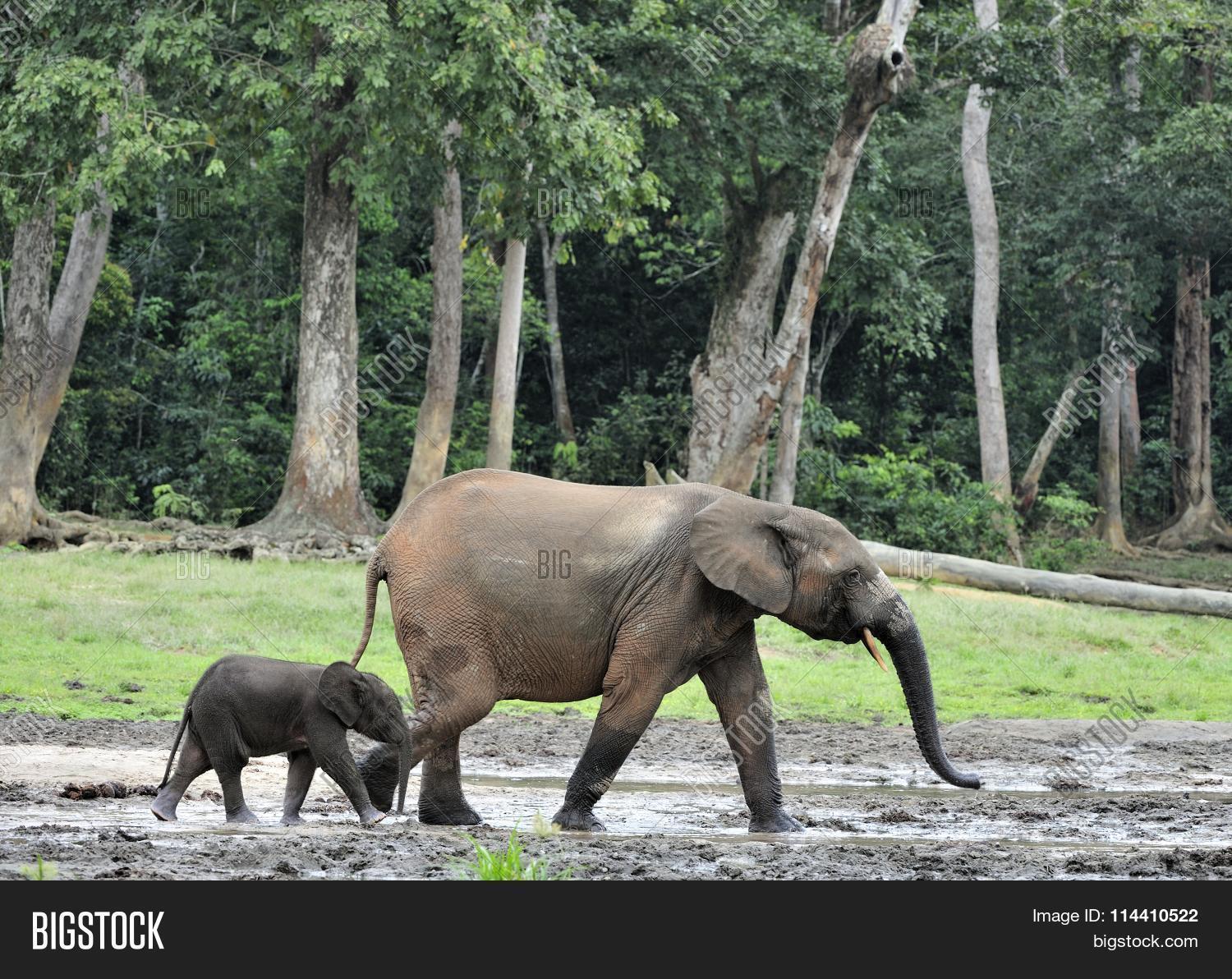 Elephant Calf Elephant Image & Photo (Free Trial) | Bigstock
