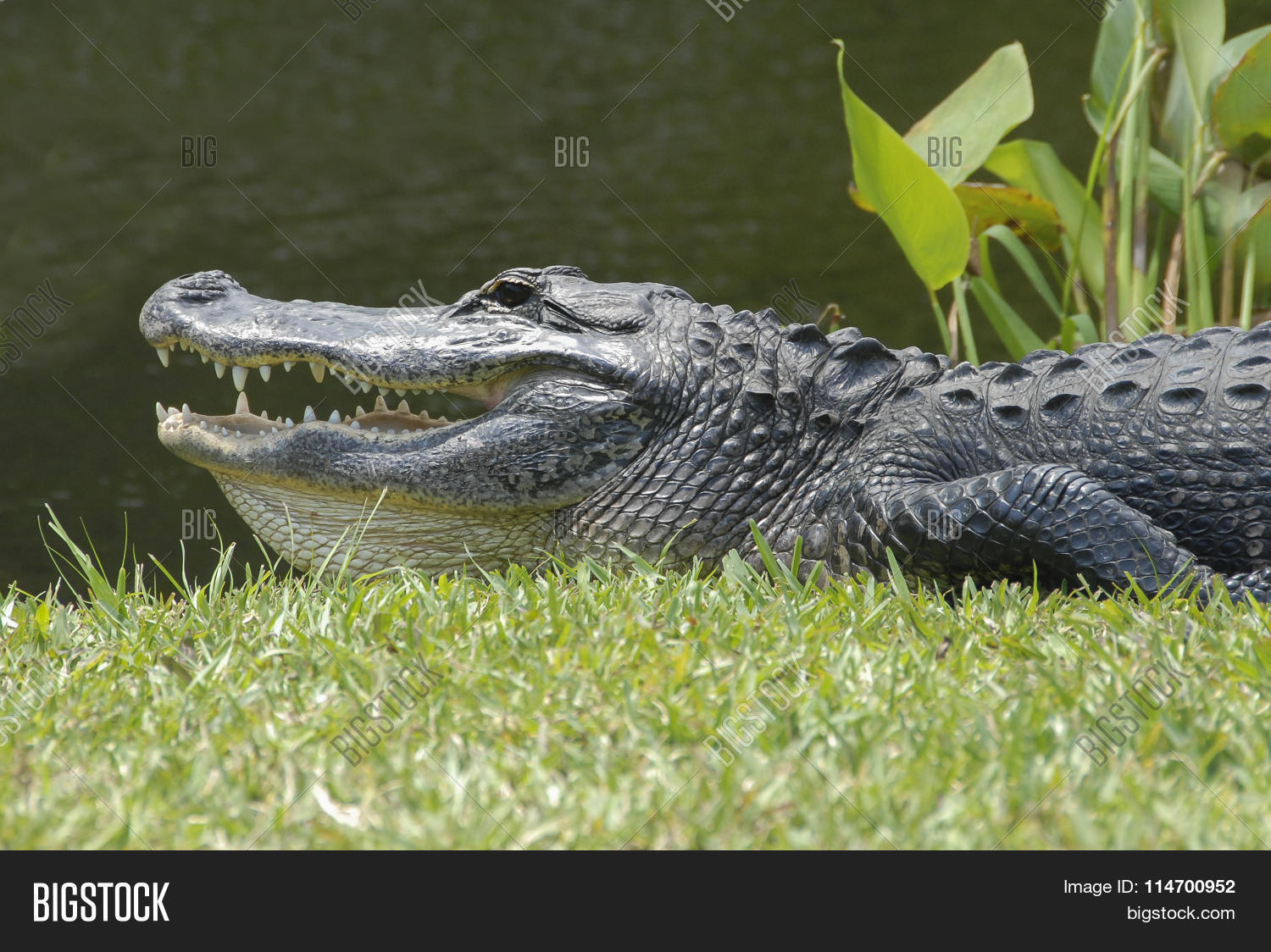 Krokodil Everglades Image & Photo (Free Trial) | Bigstock