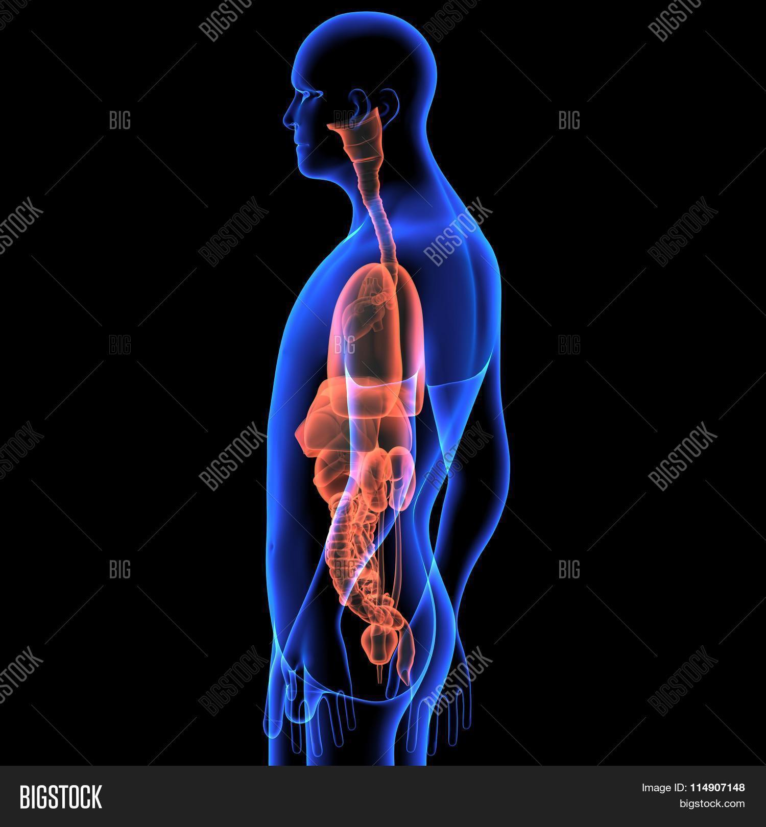 Human Body Organes Image & Photo (Free Trial) | Bigstock