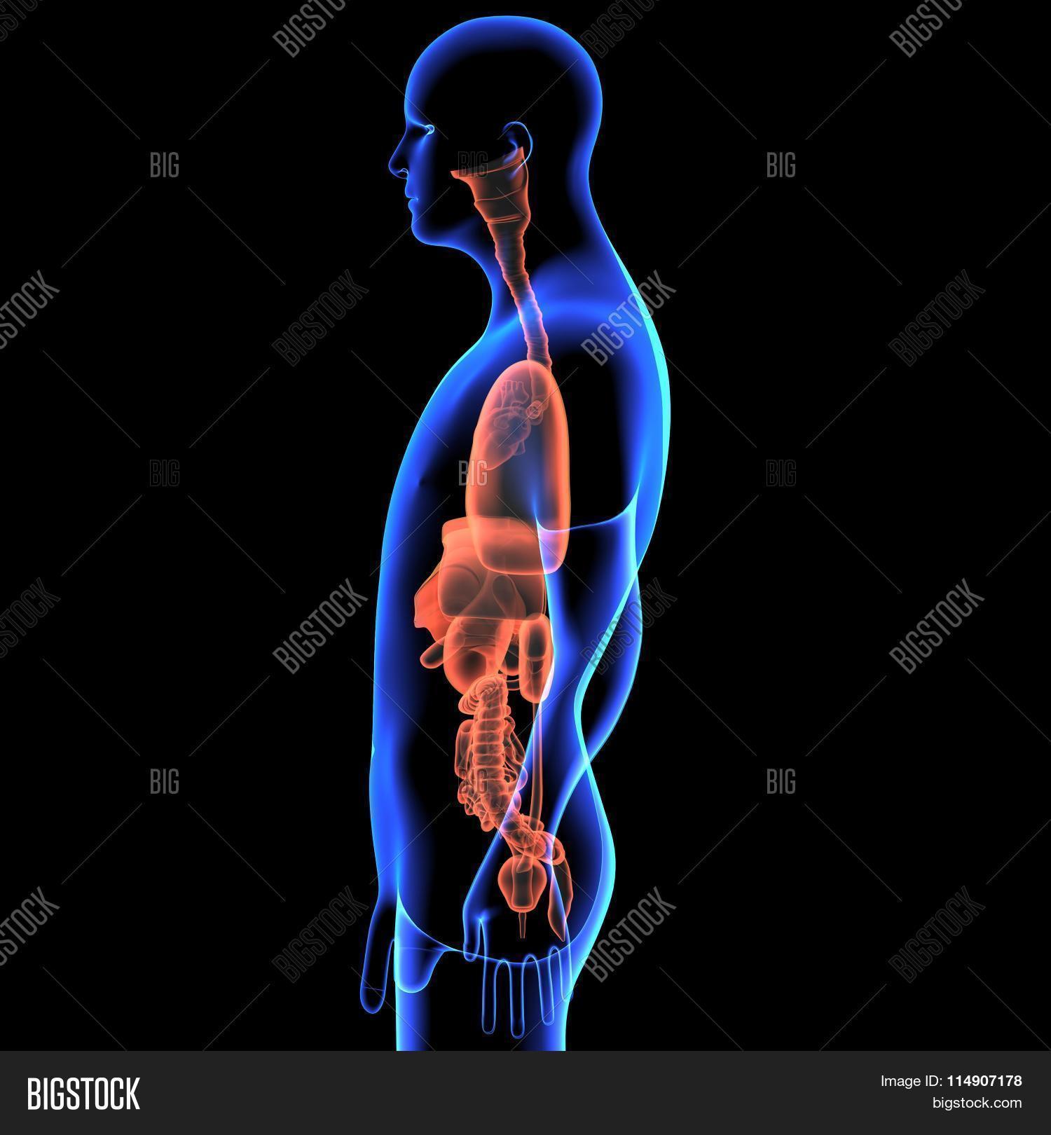 Human Body Organes Image & Photo (Free Trial) | Bigstock