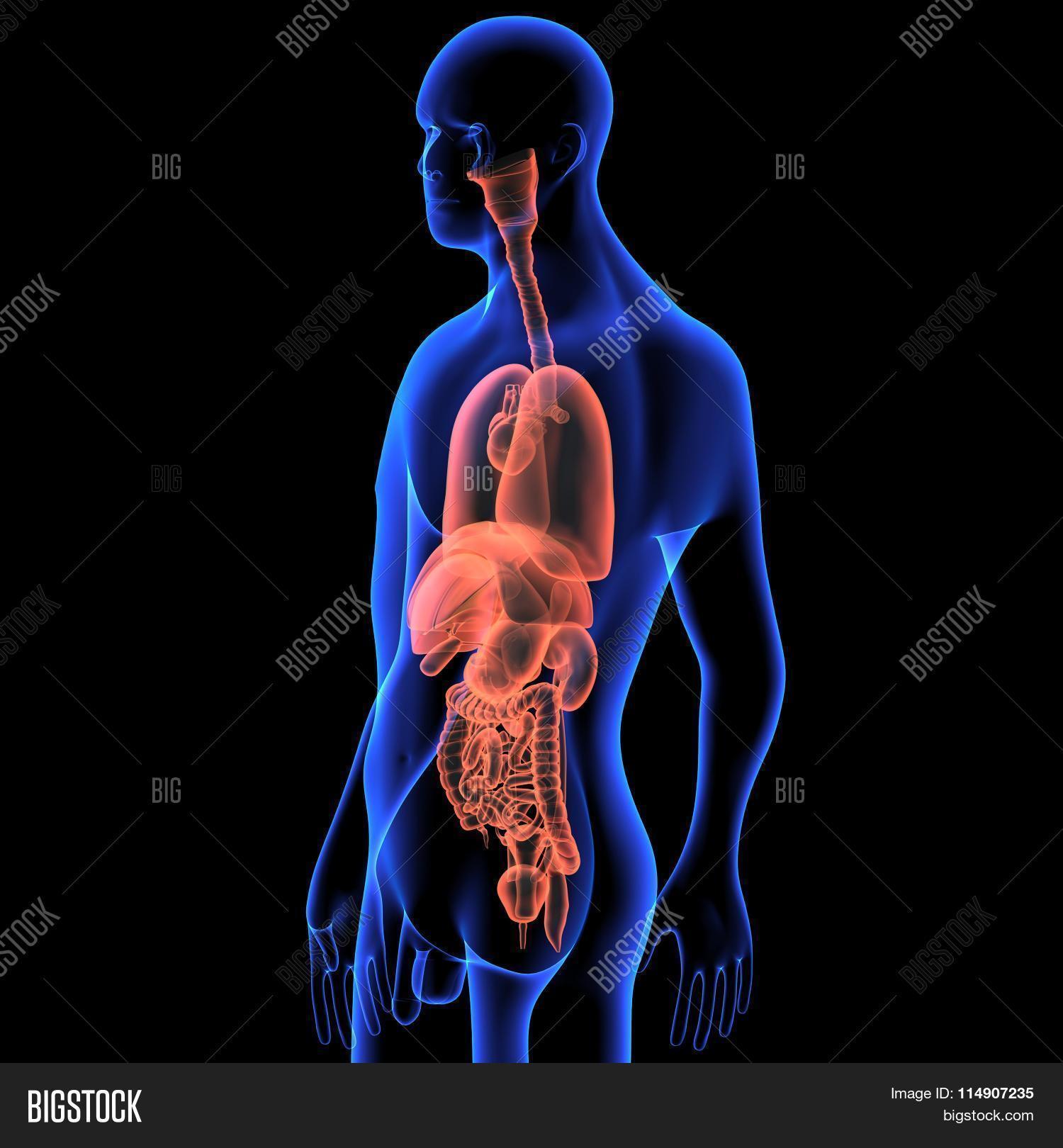 Human Body Organes Image & Photo (Free Trial) | Bigstock