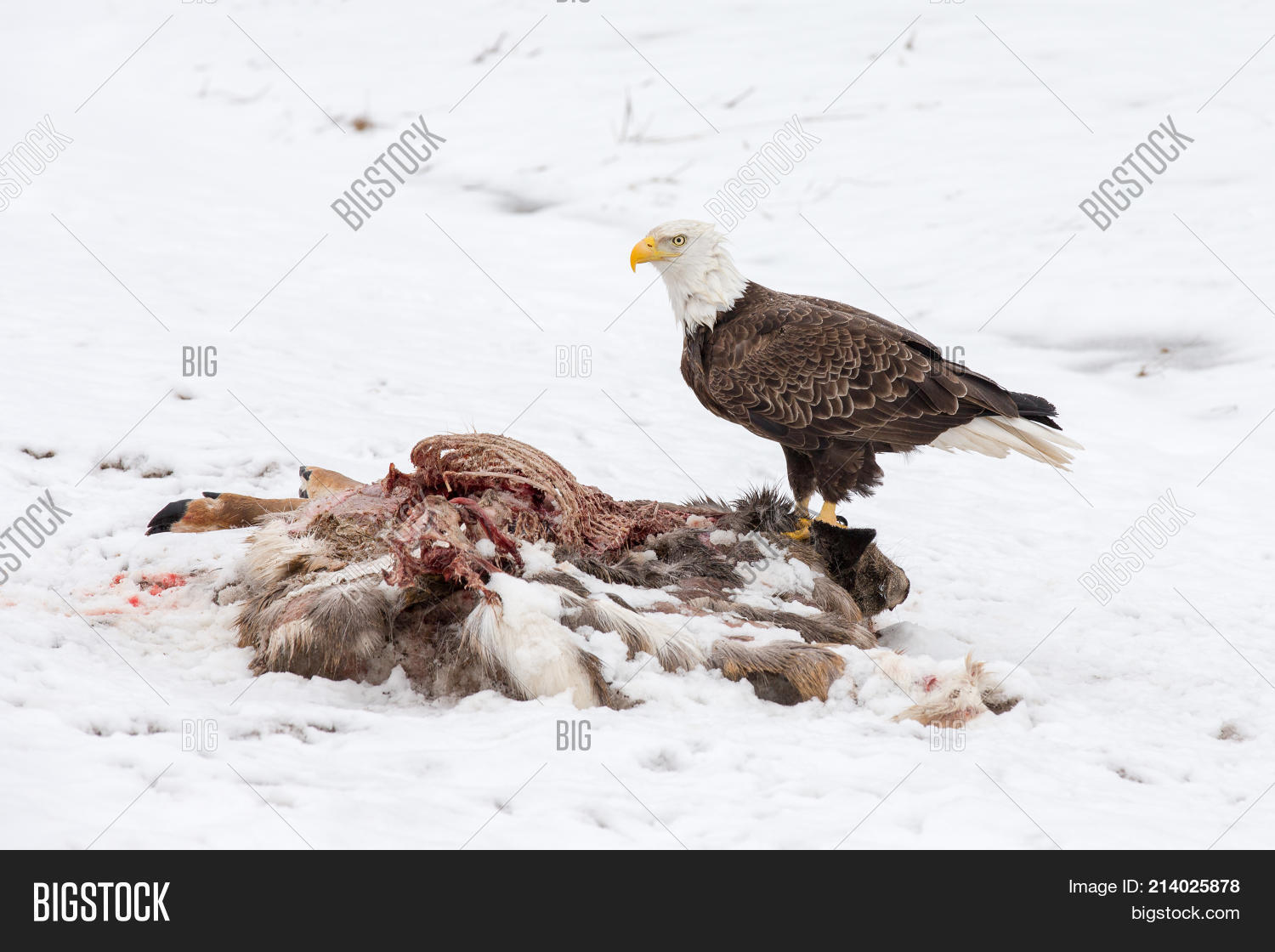 Bald Eagle Feeding On Image & Photo (Free Trial) | Bigstock