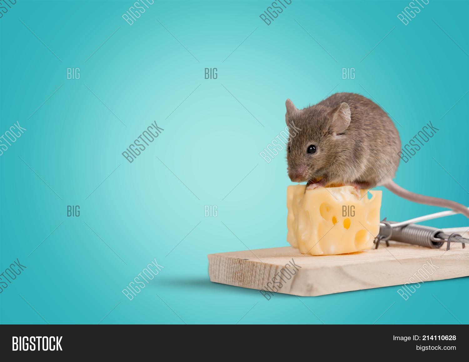 Mouse Cheese Trap Image & Photo (Free Trial) | Bigstock