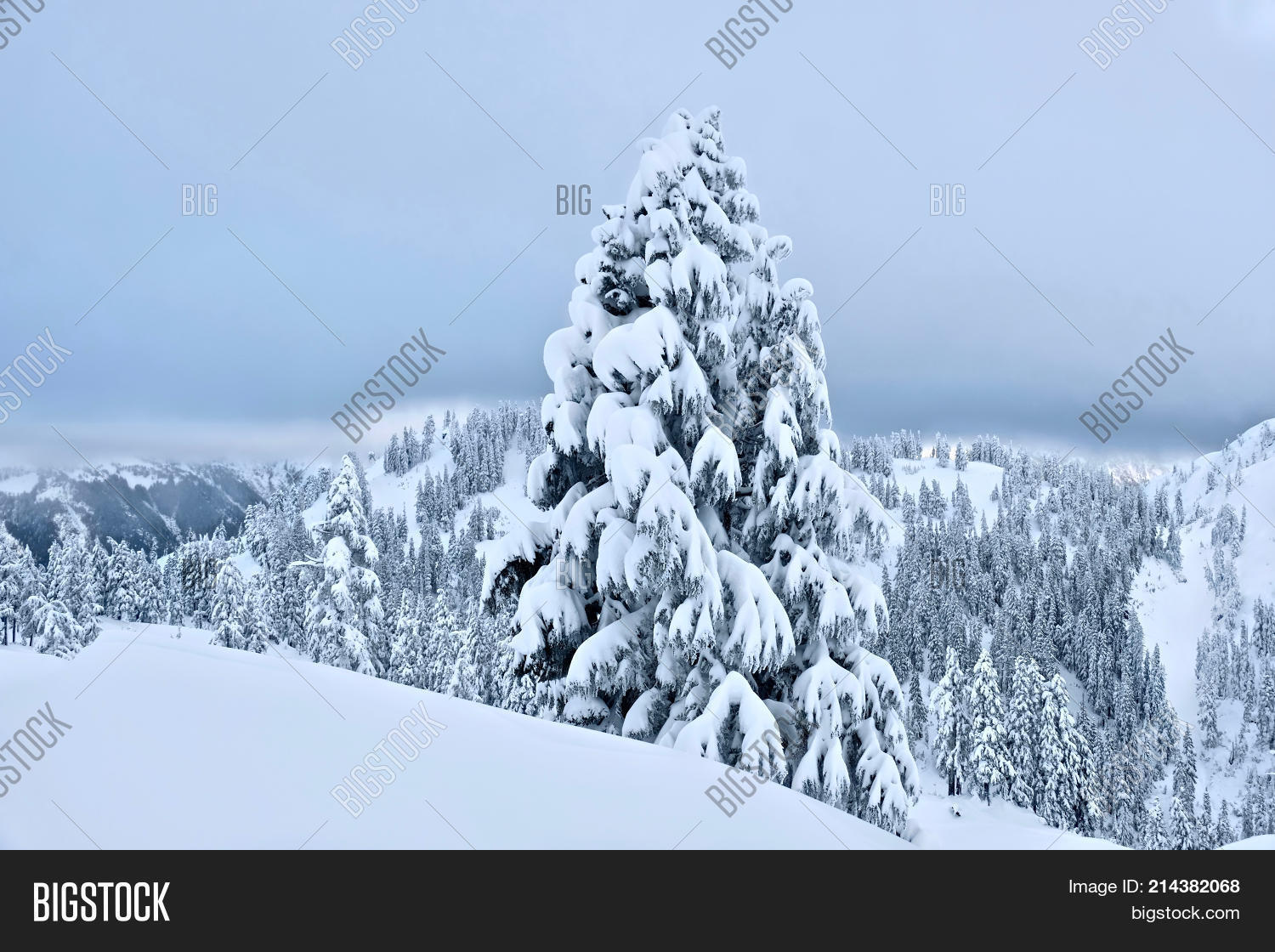 White Christmas. Mount Image & Photo (Free Trial) | Bigstock