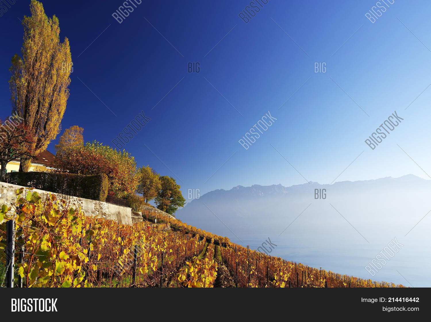 Vineyard Terraces Image & Photo (Free Trial) | Bigstock
