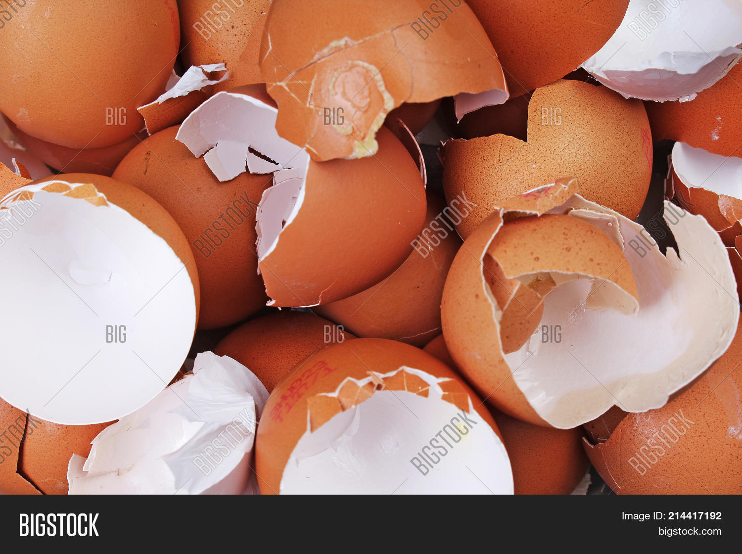Egg Shell Texture. Image & Photo (Free Trial) | Bigstock