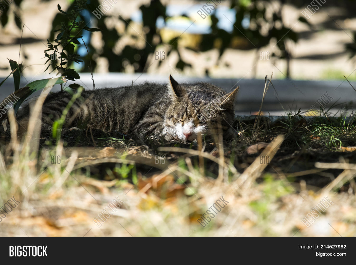 Common Tabby Cat Image & Photo (Free Trial) | Bigstock