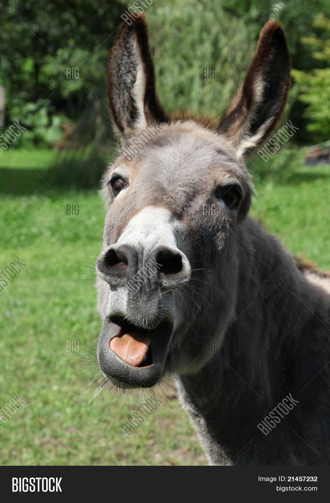 Imagen y foto Burro Gritando (prueba gratis) | Bigstock