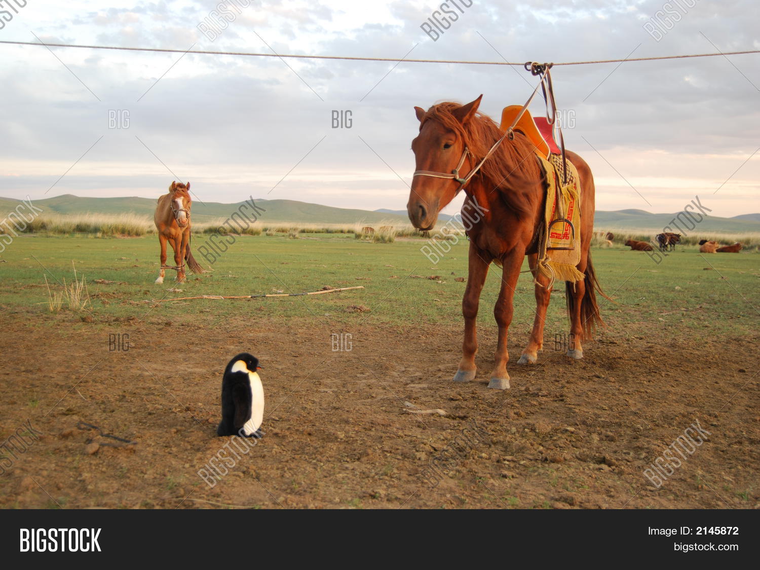 Pepe Penguin Mongolian Image & Photo (Free Trial) | Bigstock