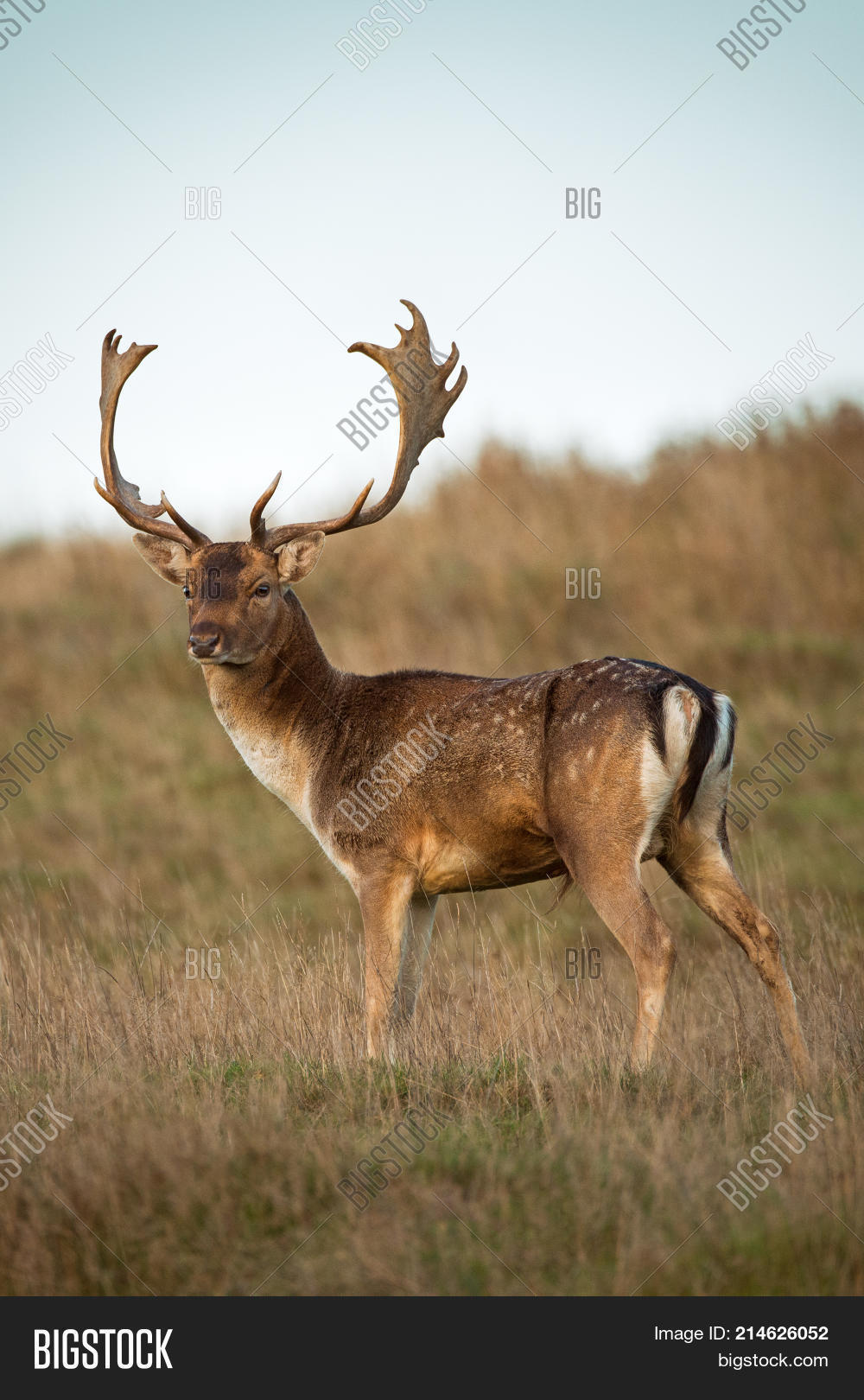 Male ( Buck) Fallow Image & Photo (Free Trial) | Bigstock