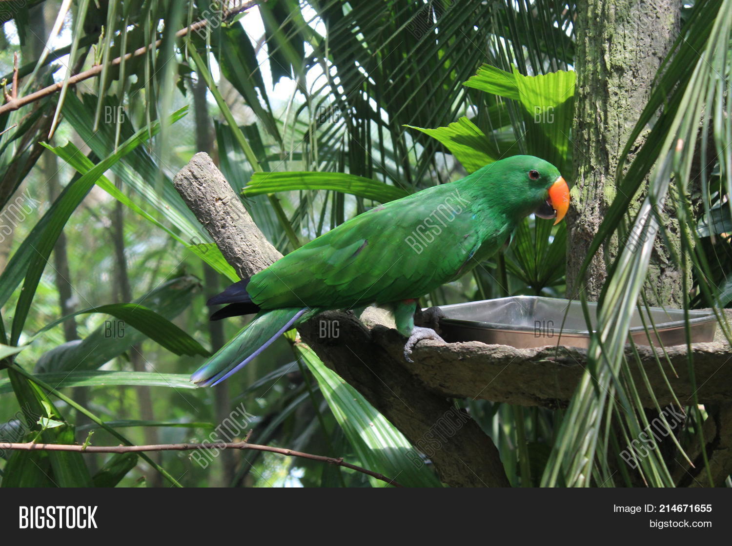 Red-lored Parrot Image & Photo (Free Trial) | Bigstock