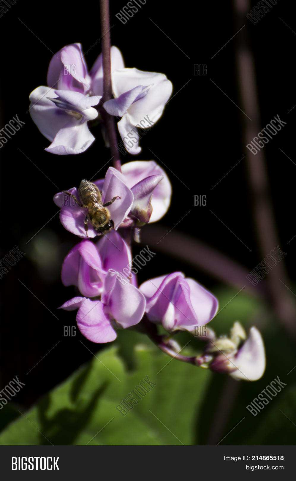 Plant That Spewing. Image & Photo (Free Trial) | Bigstock