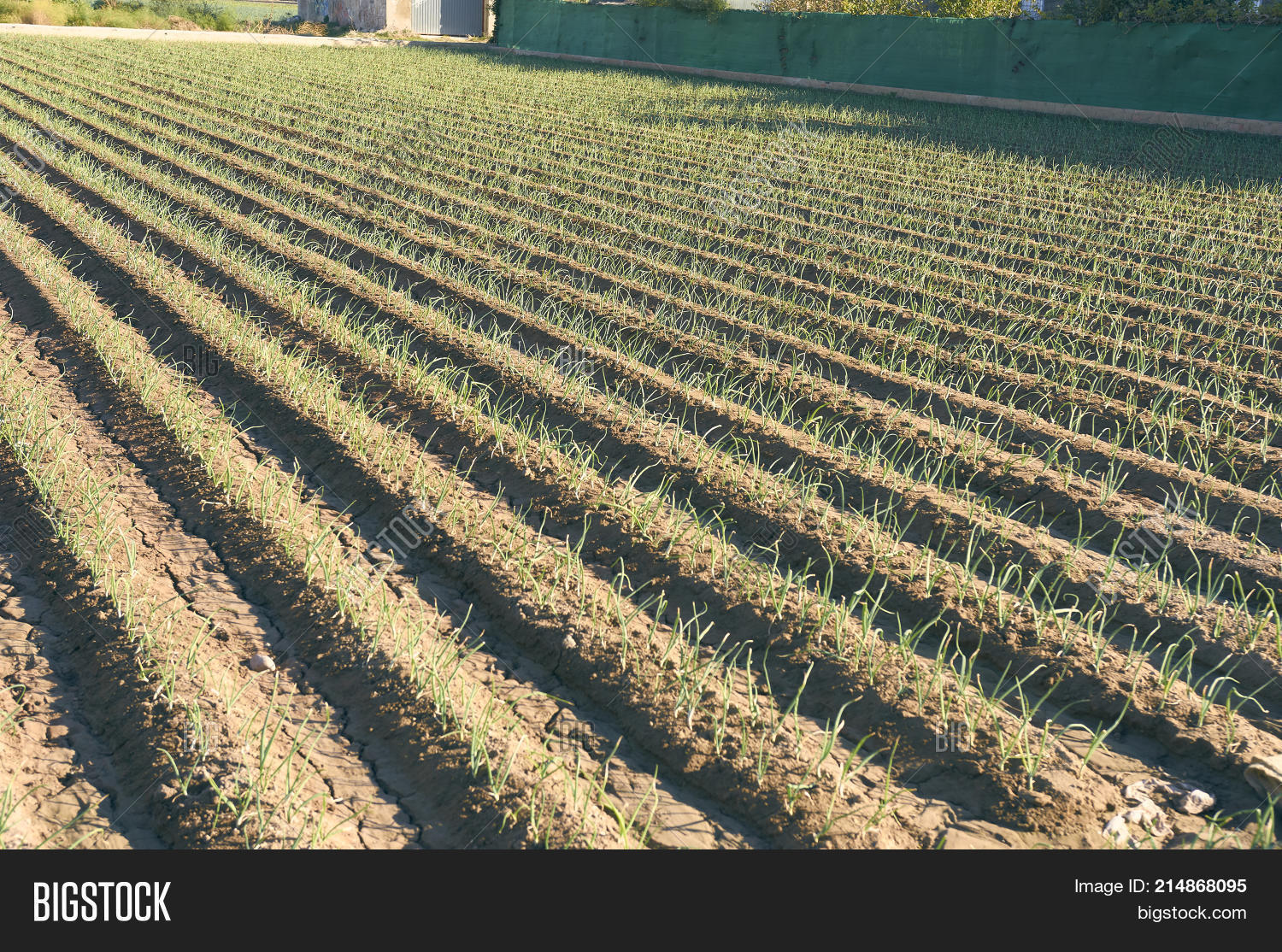Fields Garden Image & Photo (Free Trial) | Bigstock
