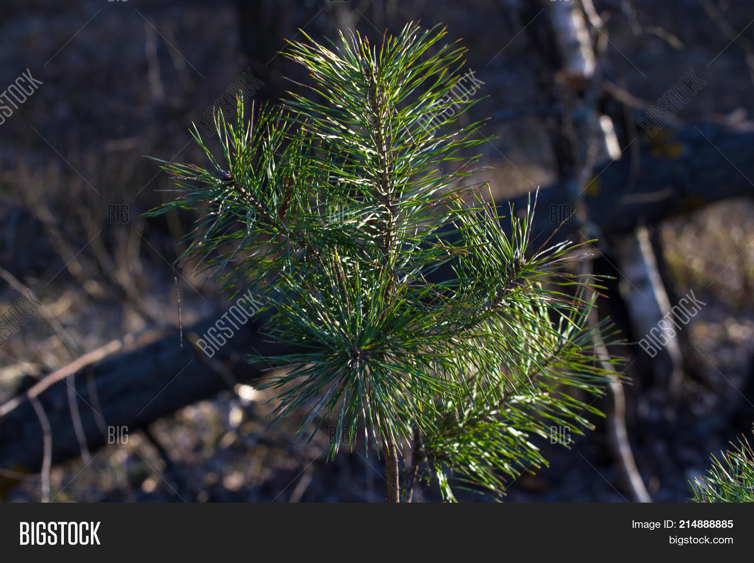 One Young Pine Tree. Image & Photo (Free Trial) | Bigstock