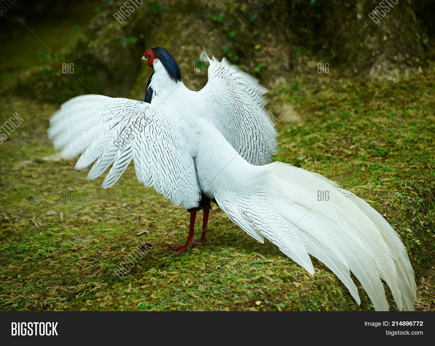 White Pheasant Long Image & Photo (Free Trial) | Bigstock