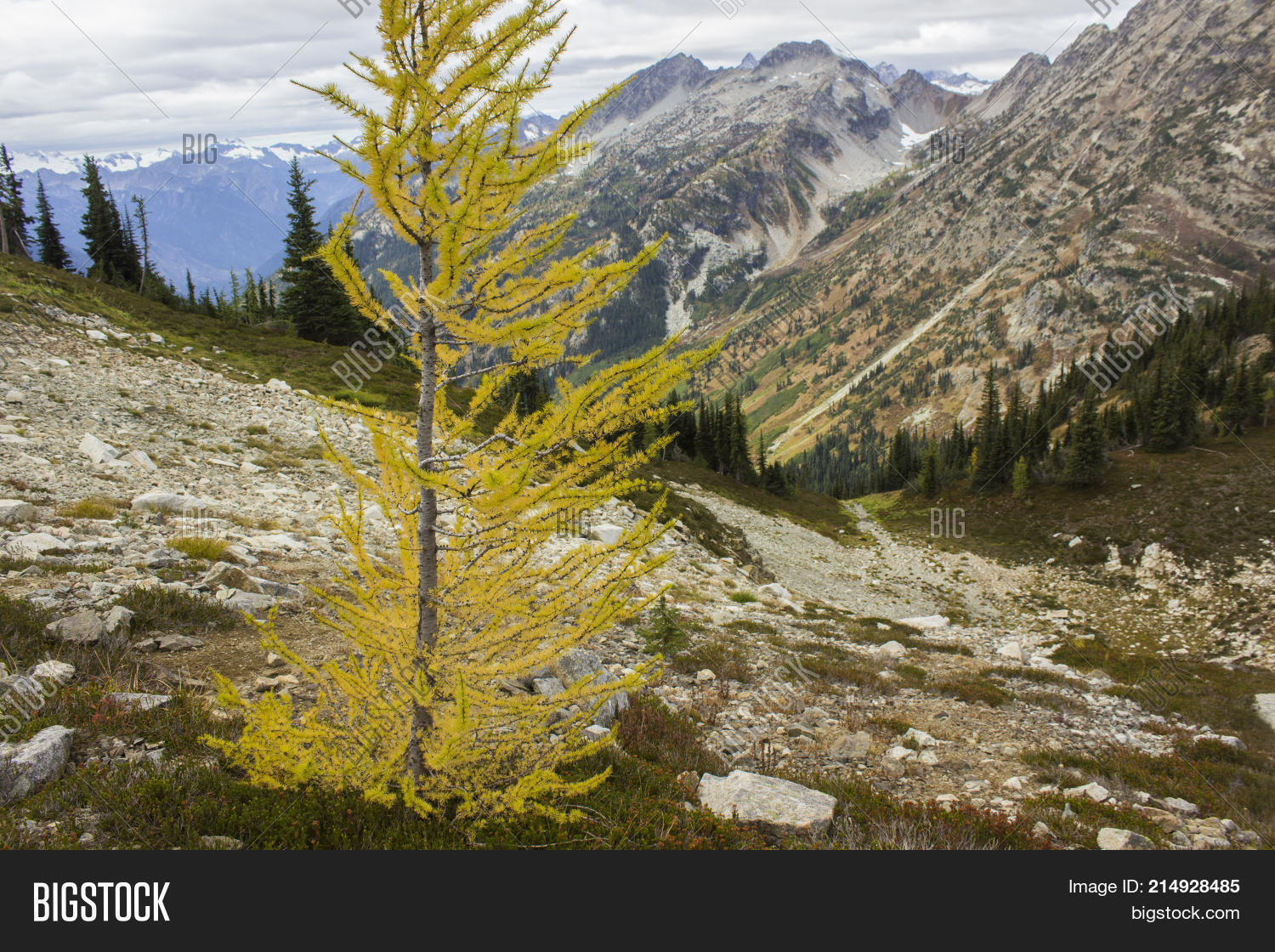 Tamarack, Western Image & Photo (Free Trial) | Bigstock