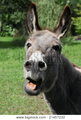 Imagen y foto Burro Gritando (prueba gratis) | Bigstock