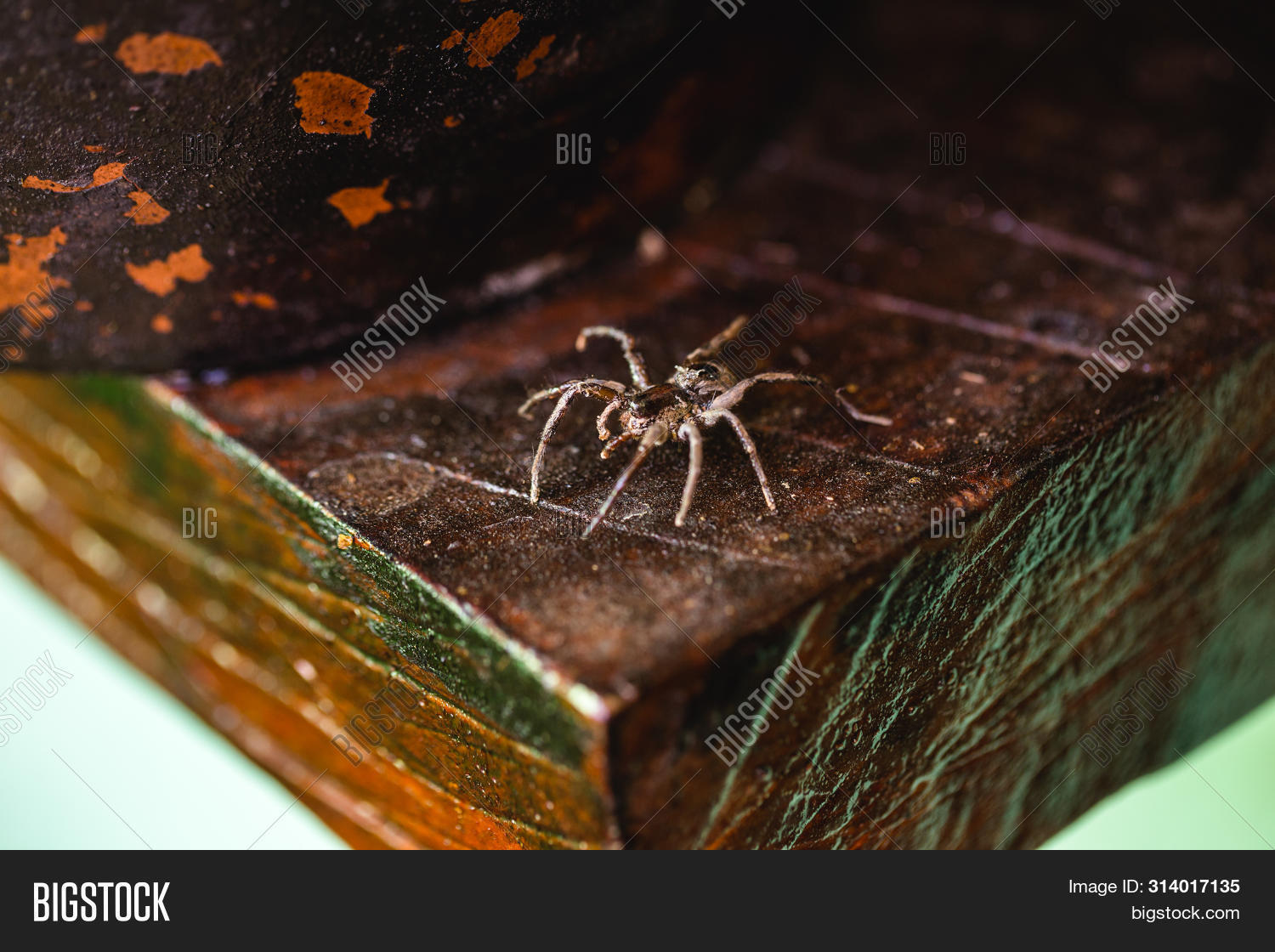 Loxosceles Genus Image & Photo (Free Trial) | Bigstock