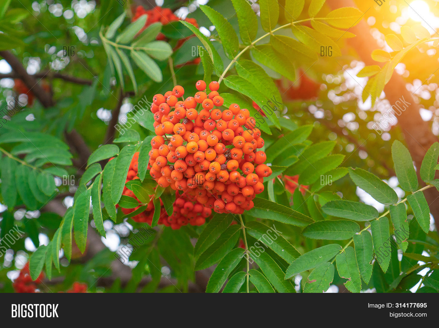Imagen y foto Rowan Berries (prueba gratis) | Bigstock
