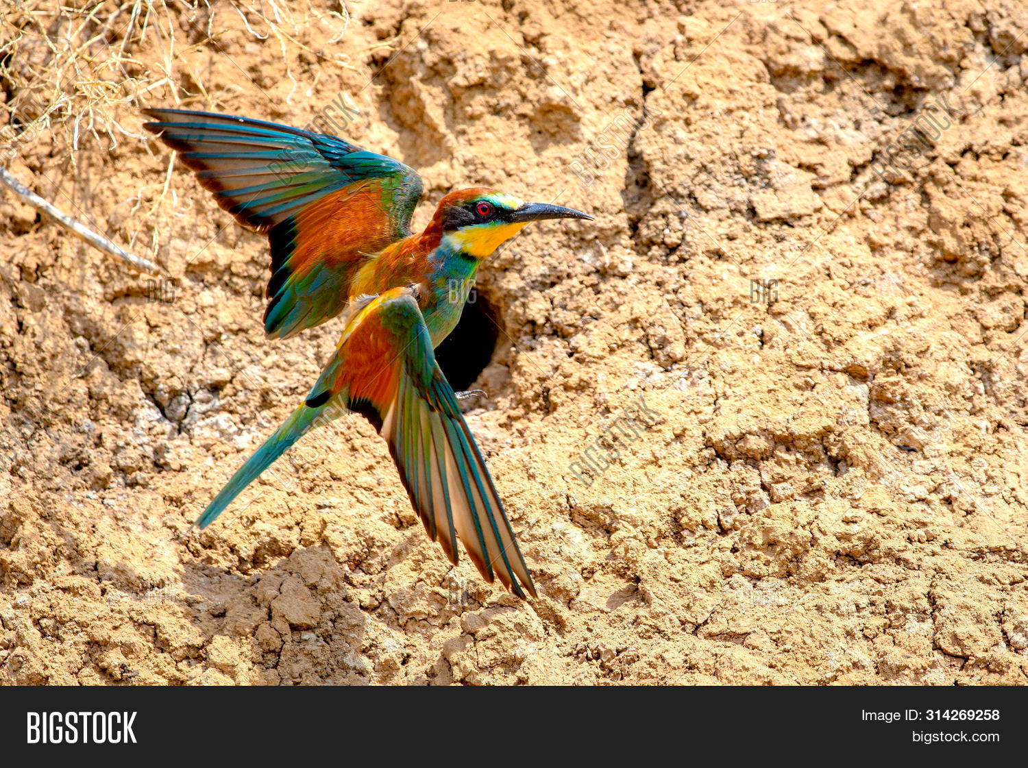 European Bee-eater Image & Photo (Free Trial) | Bigstock