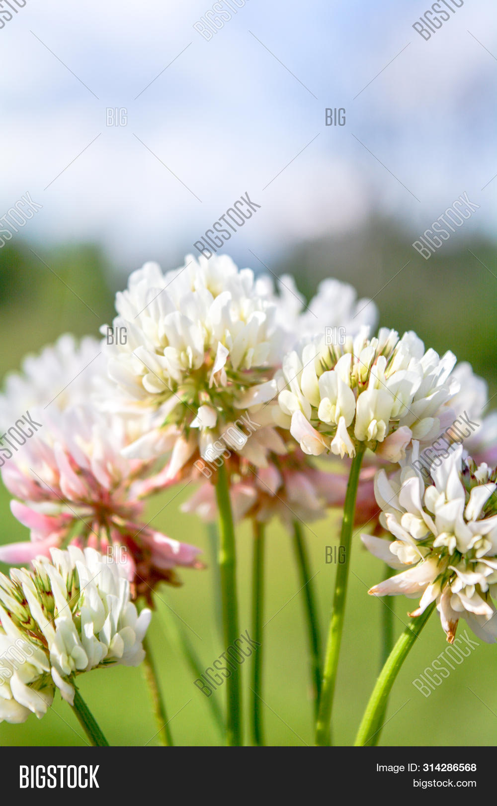 White Clover Aka Image & Photo (Free Trial) | Bigstock