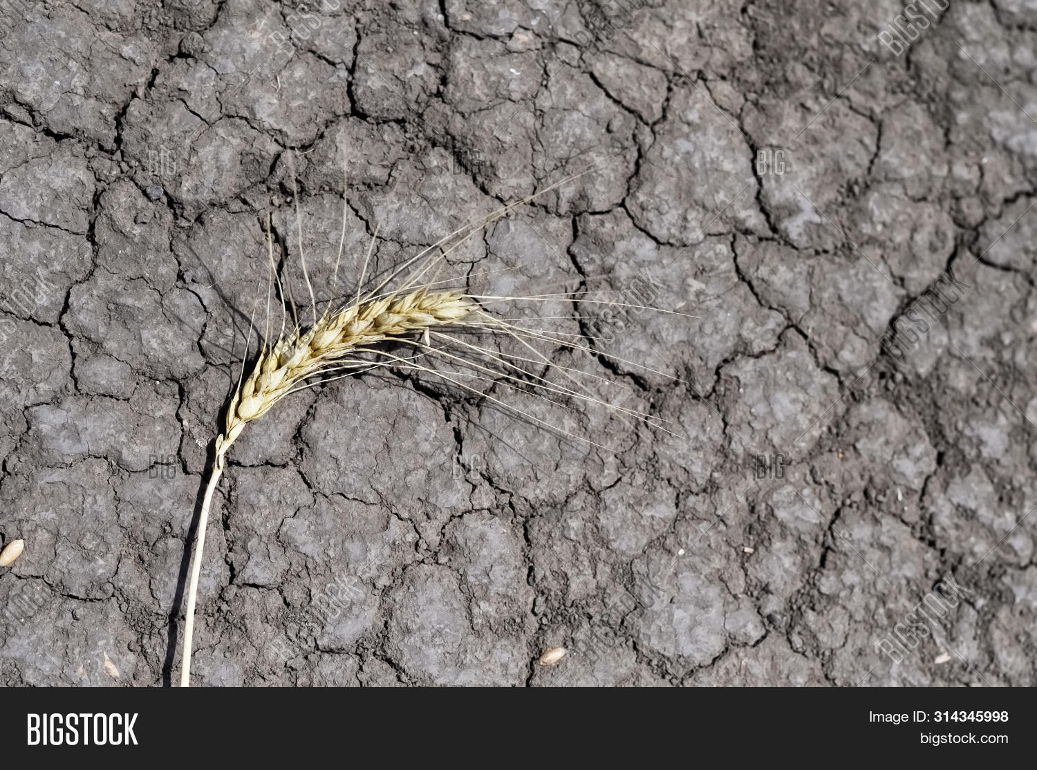 Dry Ripened Wheat Image & Photo (Free Trial) | Bigstock