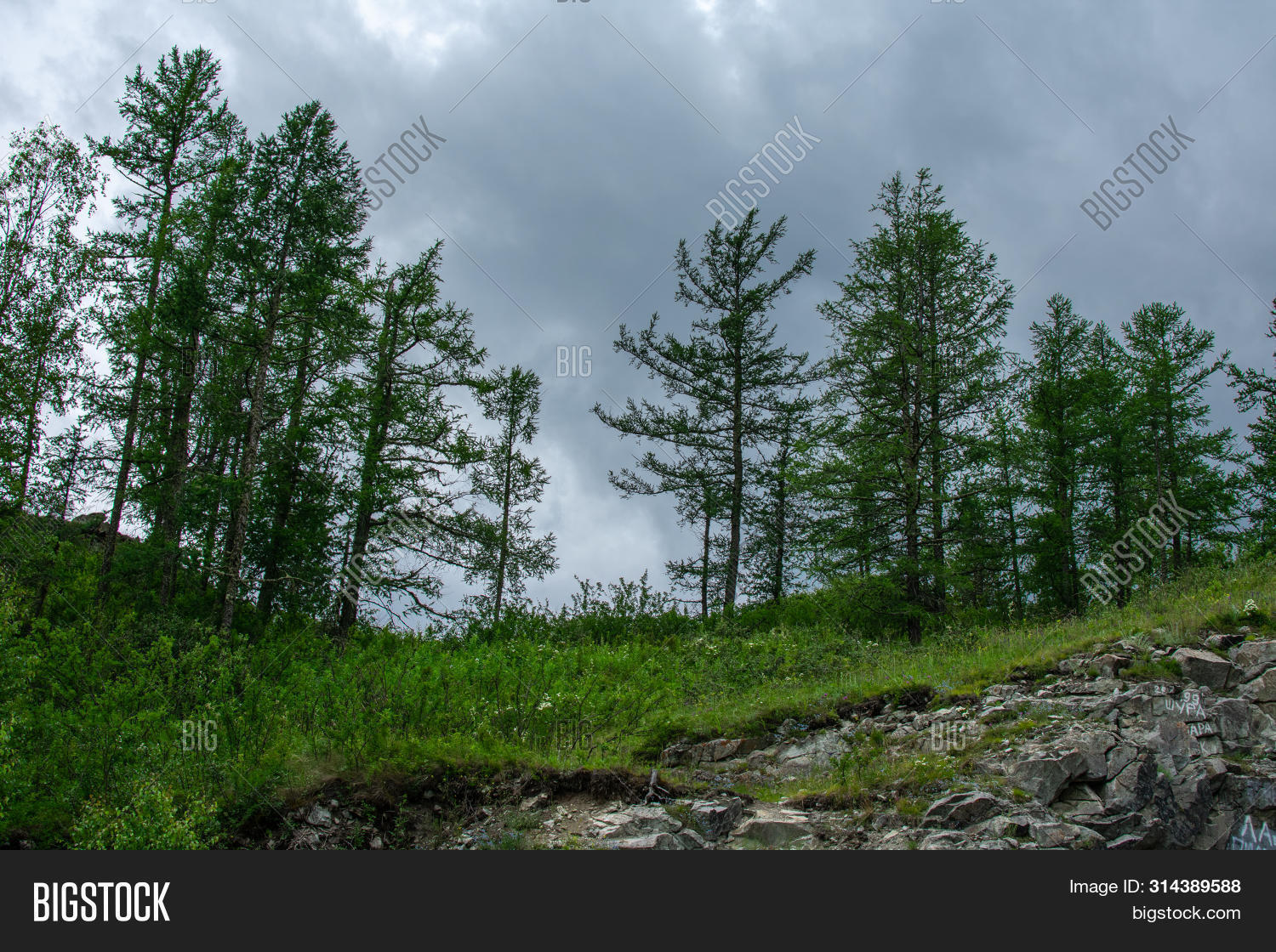 Trees On Cliff Side Image & Photo (Free Trial) | Bigstock