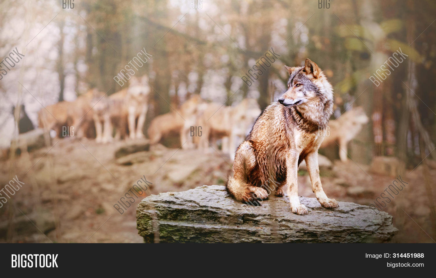 Leader Wolf Sitting Image & Photo (Free Trial) | Bigstock