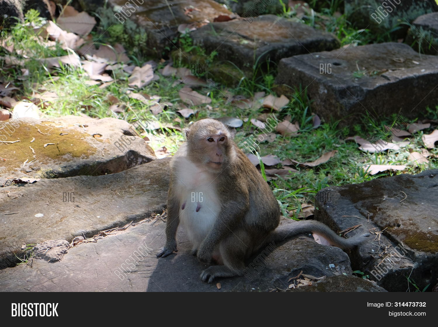 Cute Furry Monkey Sits Image & Photo (Free Trial) | Bigstock