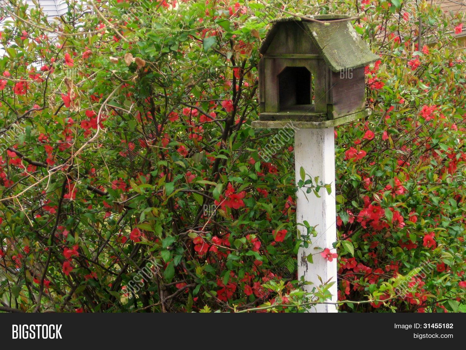 Rustic Birdhouse Image & Photo (Free Trial) | Bigstock
